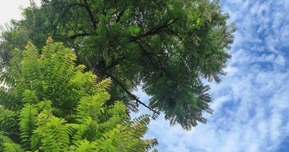 MEMBUAT SAMBAL DAUN SUREN (CABE DAUN SUHIN) | CABE DUO