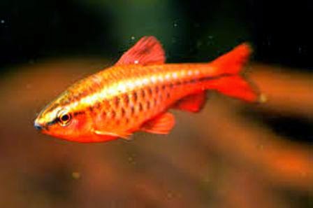 Pretty Freshwater Fish - Cherry Barb - Freshwater Fish