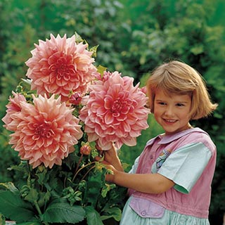 Gambar Bunga Dahlia Yang Indah | Kumpulan Gambar