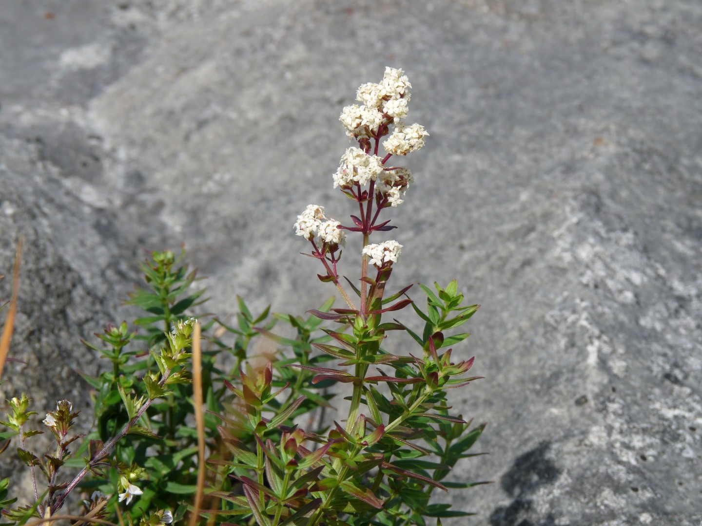 The Flora of Hutton Roof : Galium boreale (Northern Bedstraw)