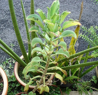 Herba & Tumbuhan: Setawar Bukan Sekadar Diletak Didalam Buku