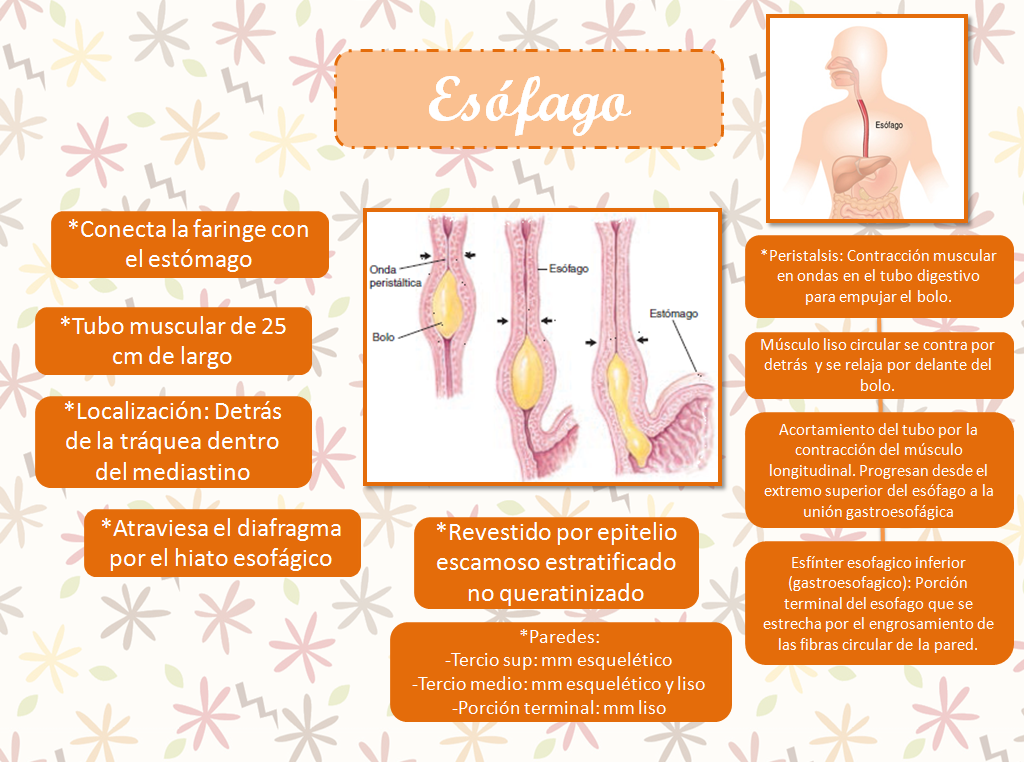 Blog de Fisiología UAS de Gisselle Gpe. Camarillo Ramos: Esófago