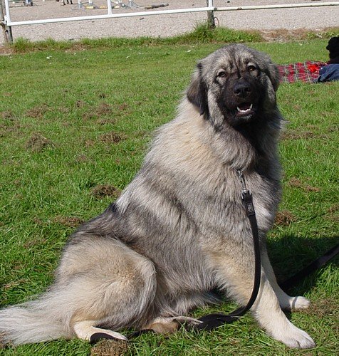 Cães & Cães: Kraski Ovcar - 01