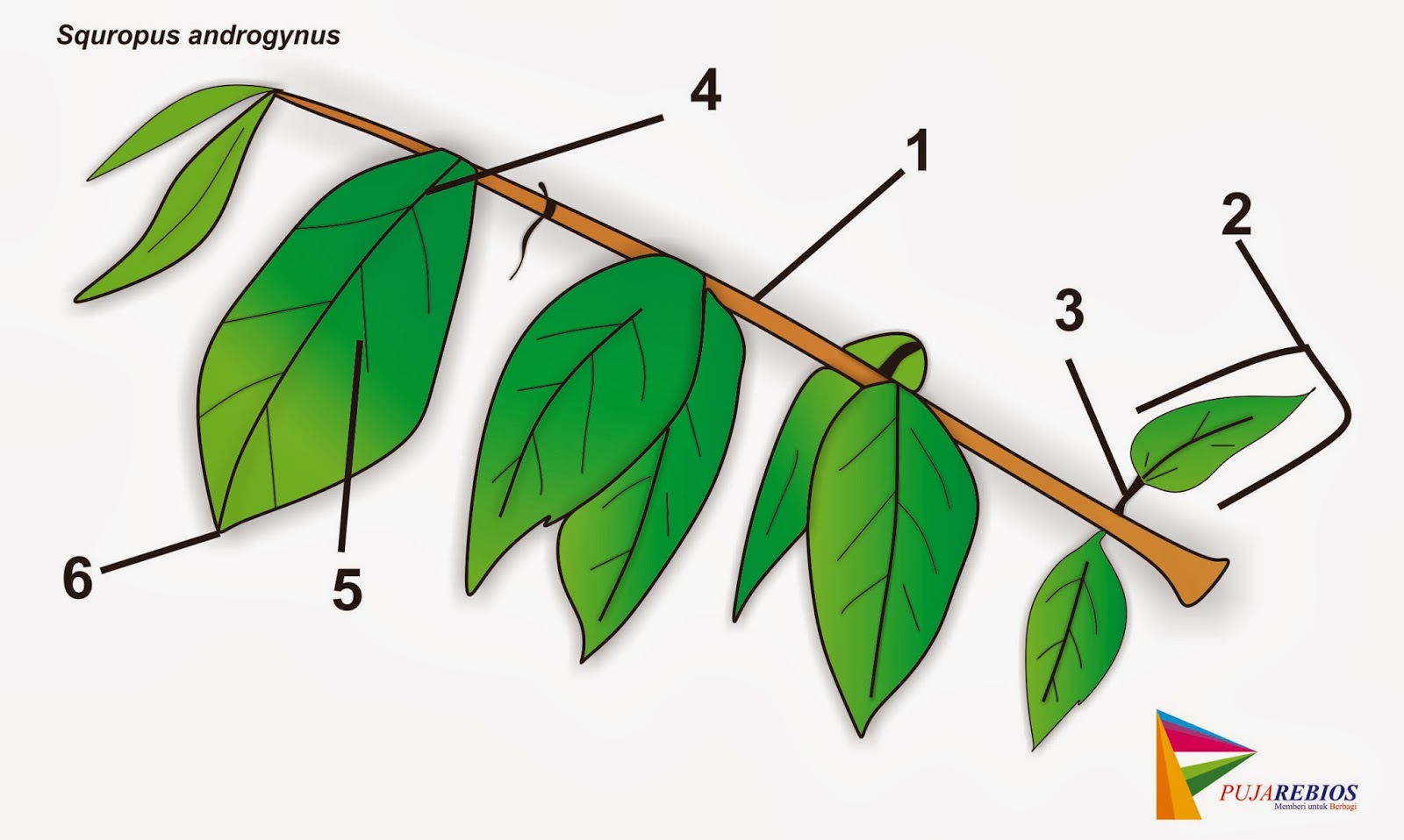 Morfologi daun katuk (Squropus androgynus)