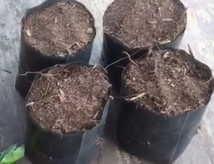 Cara STEK TANAMAN Secara Mudah - Tips dan Trick