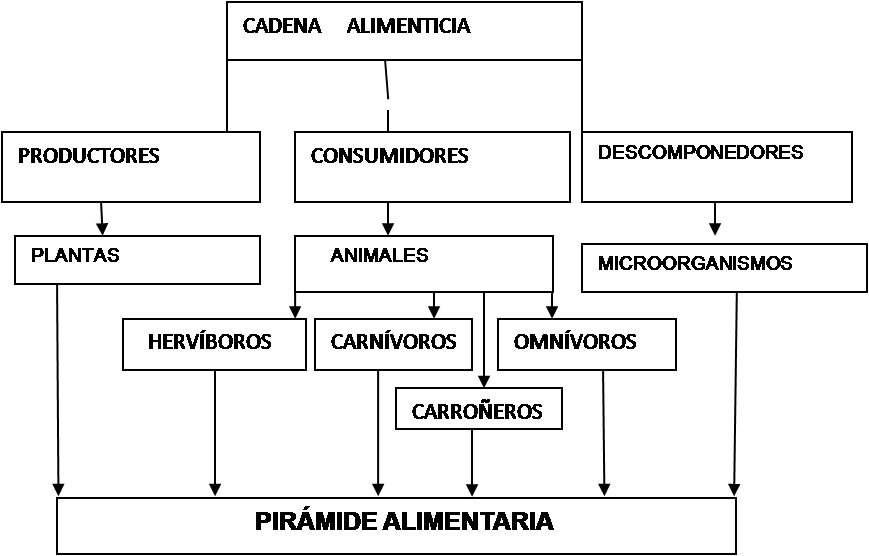 CADENAS ALIMENTICIAS