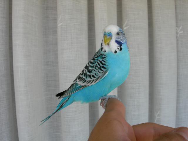 Los periquitos de Khaibar: Variedades: serie verde, serie azul y ...