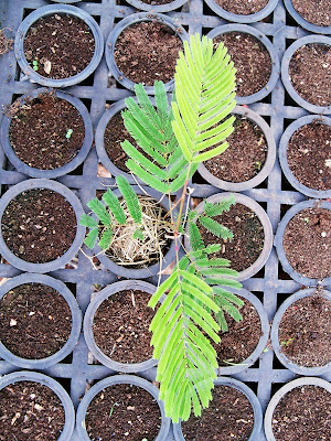 Bonito Pantanal MS: História de uma Muda: Angico Vermelho ...