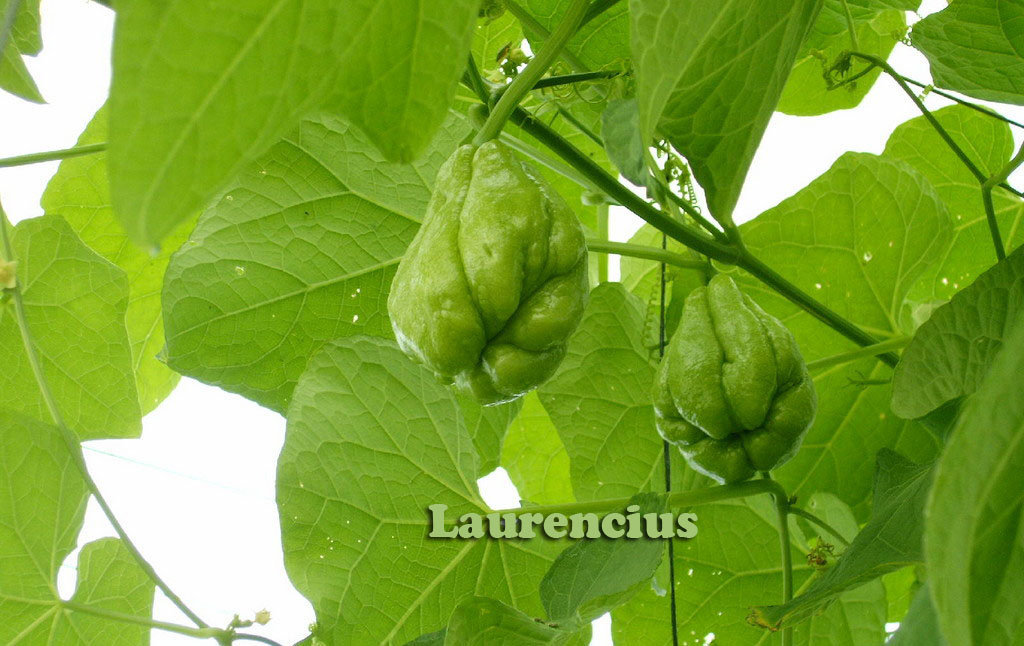 Manfaat Labu Siam (Jipang) Bagi Jantung, Mencegah Kanker dan Wanita ...
