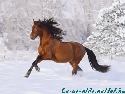 Lovak˙˙˙: Lószínek