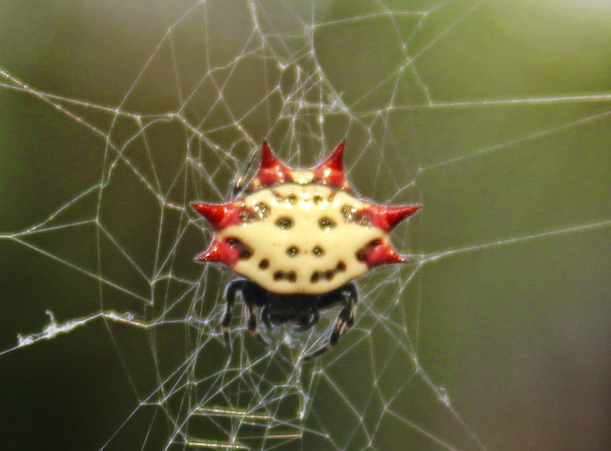 Take Another Road: Hunting and Fishing Babcock Ranch