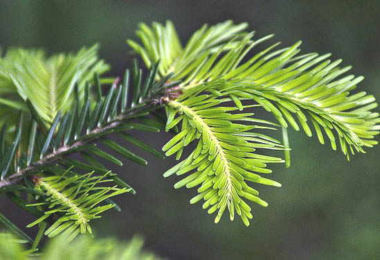 Herbalkart | The Online Herbal Store: Talish Patra - Talisapatri