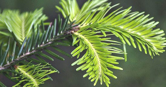 Herbalkart | The Online Herbal Store: Talish Patra - Talisapatri