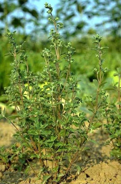 Farmacia Domnului: Maghiran