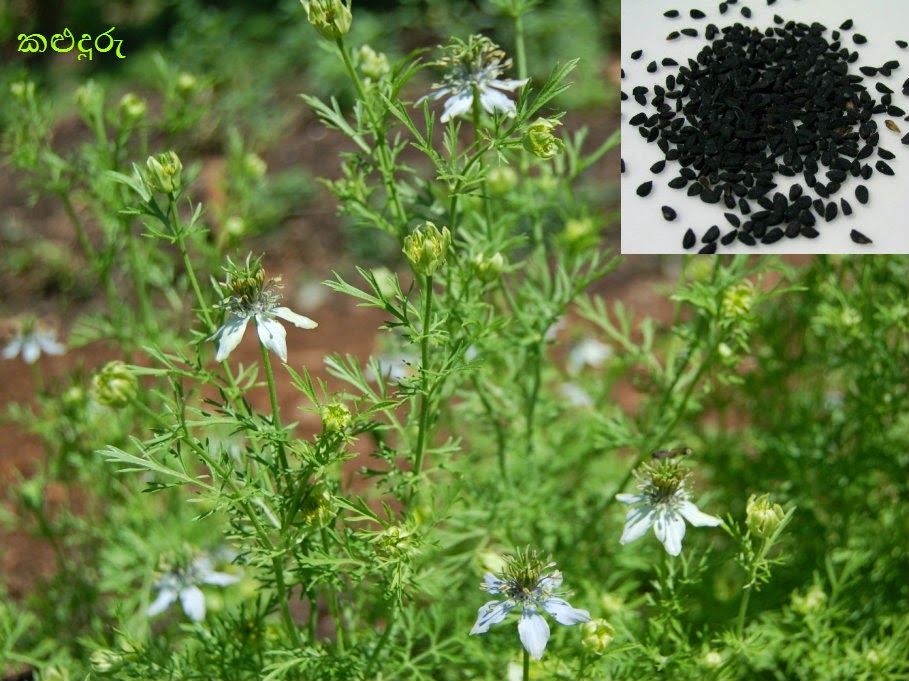කළුදුරු (Nigella sativa) ~ අපේ ඔසුපැළ Medicinal Plants of Sri Lanka