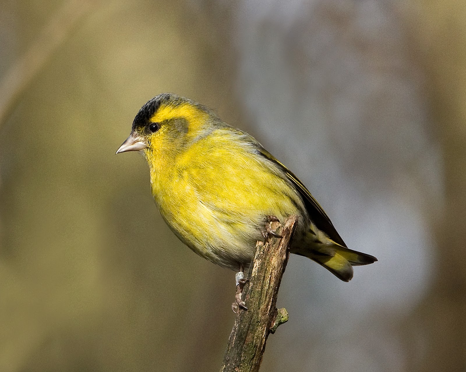 Martin's Sussex Birding Blog: Siskin