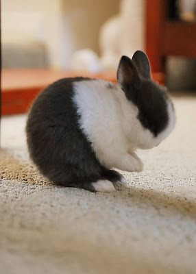 Pretty Ditty: Awww wook!