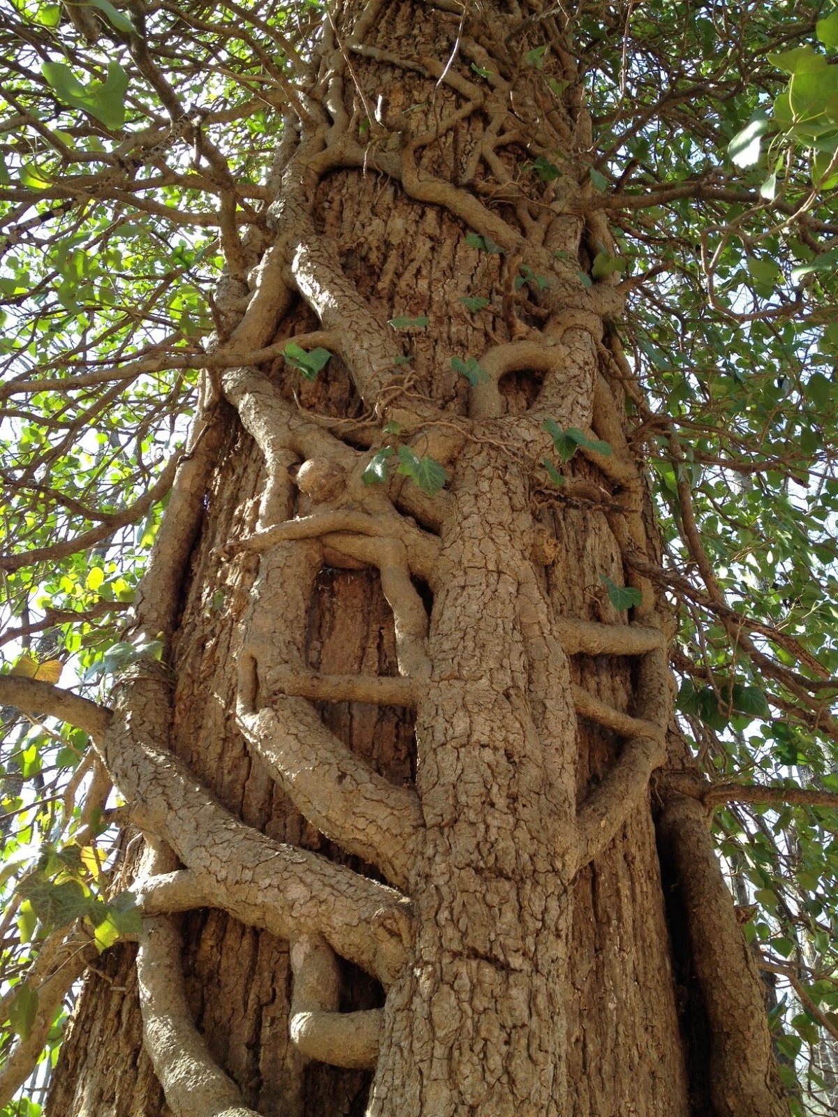 Blooma Tree Experts LLC