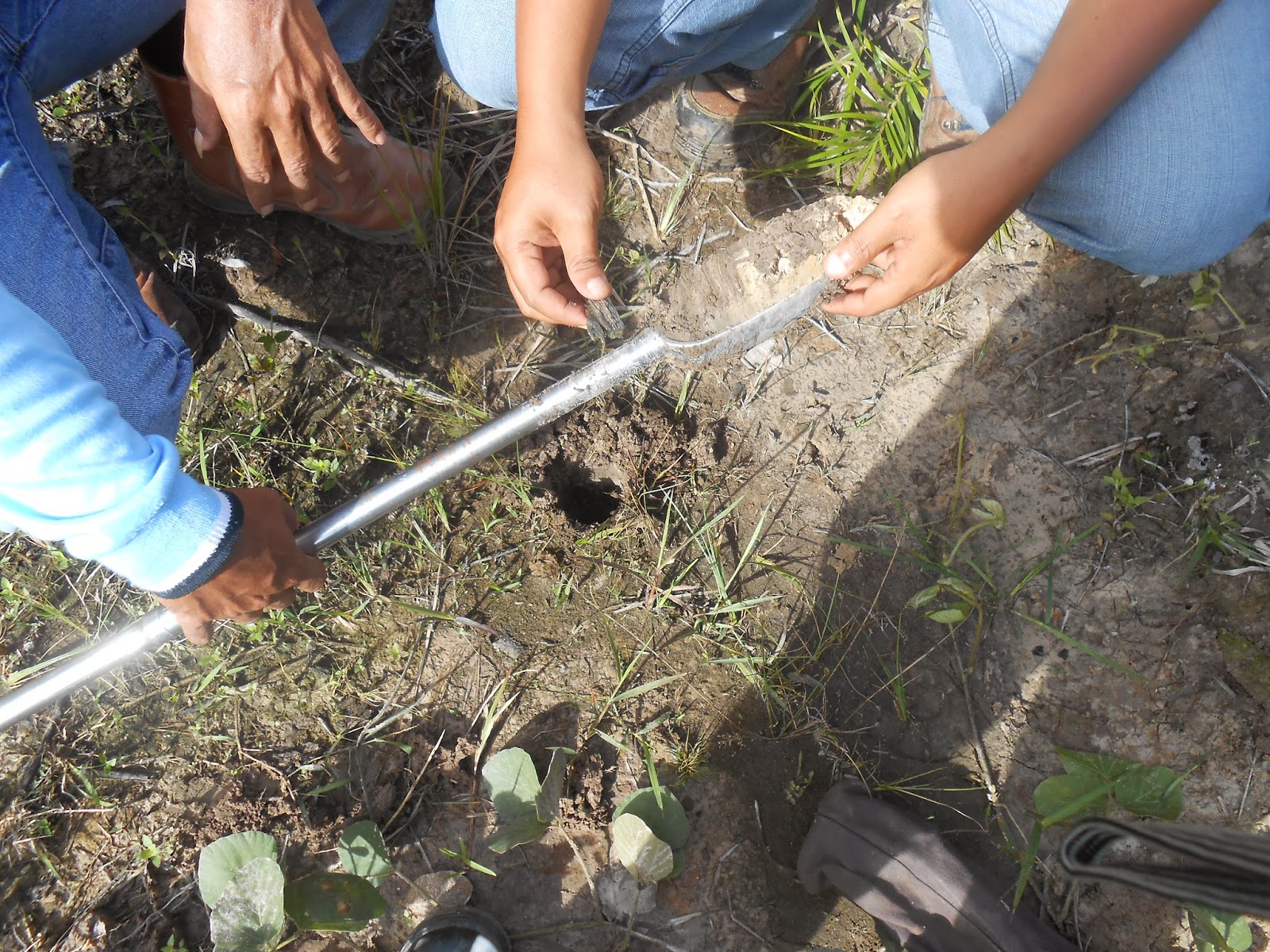 Membangun Perkebunan Kelapa Sawit: Cara Melaksanakan Soil Sampel