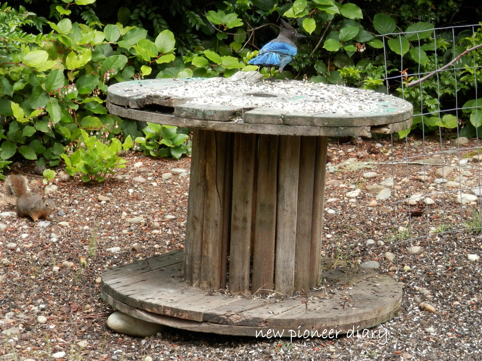 Huckleberry Hollow: Backyard Wildlife Sanctuary