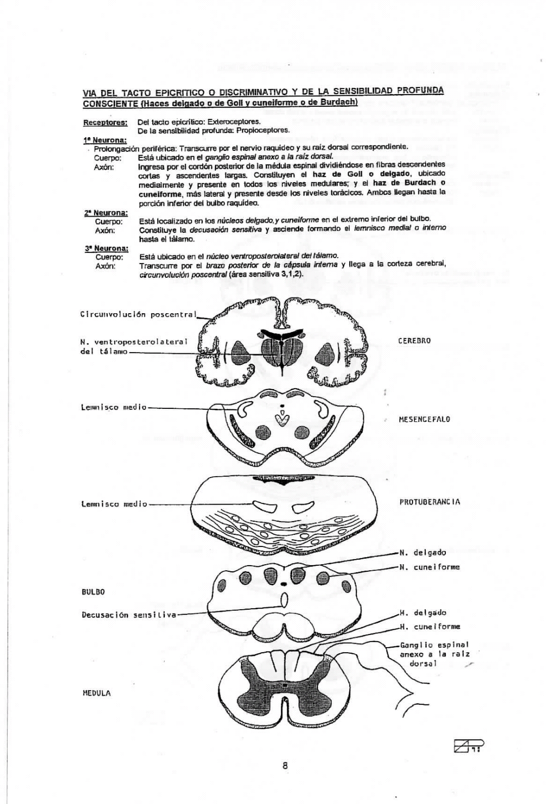 Estudiante de medicina : Apunte de neuroanatomia de Forlizzi Pro