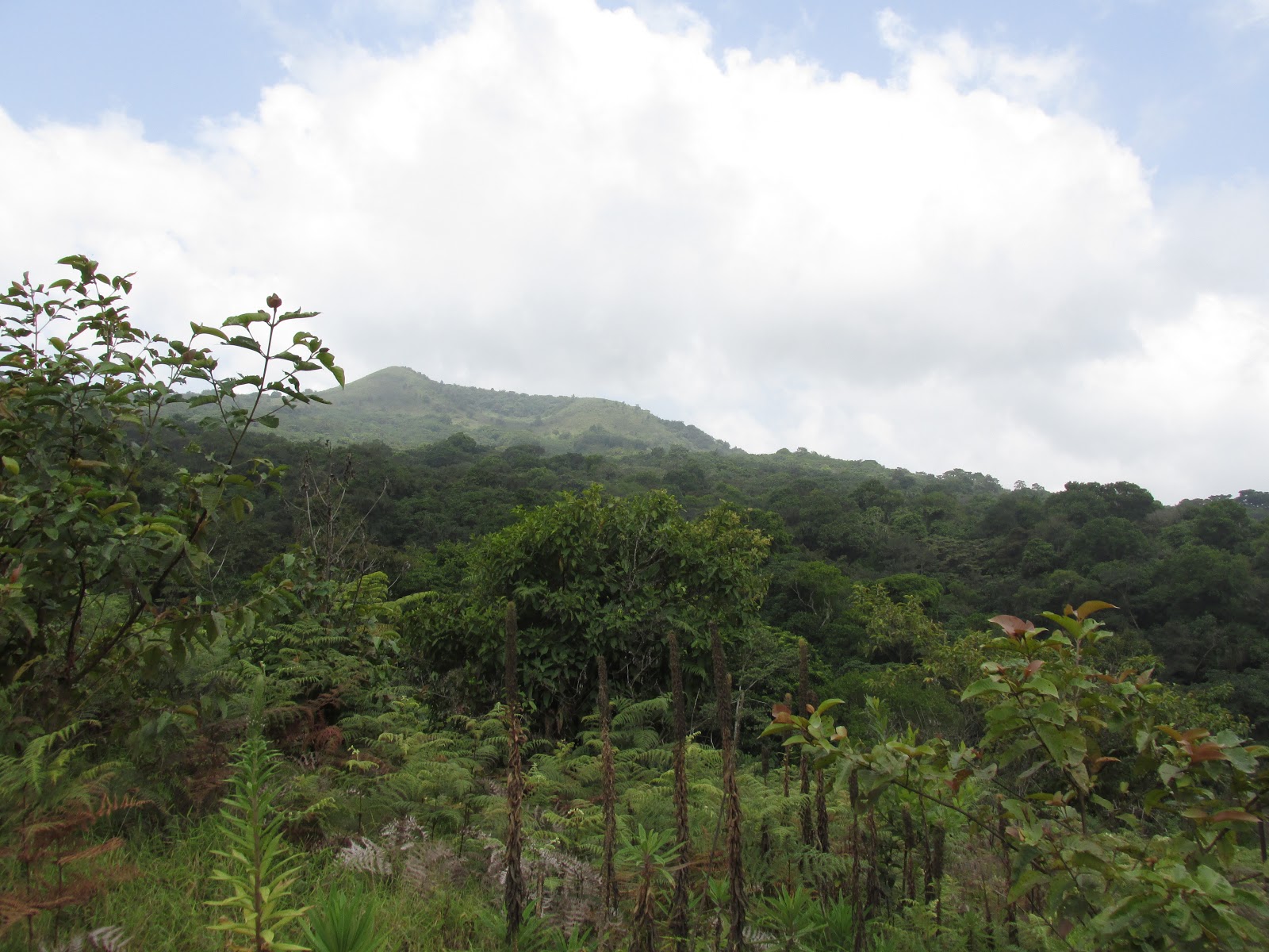 Bioko Island Adventures: Days 40-54 - FRTE course in Moka!