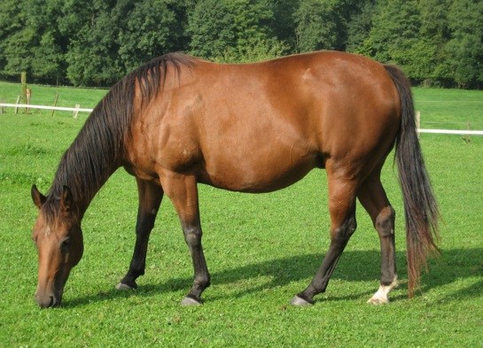 3 Cara Mudah Ternak Kuda Bagi Pemula 100% Berhasil