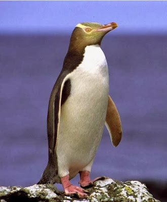 PINGUIM-WAITAHA (Megadyptes waitaha)