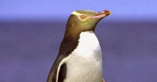 PINGUIM-WAITAHA (Megadyptes waitaha) ~ Klima Naturali™