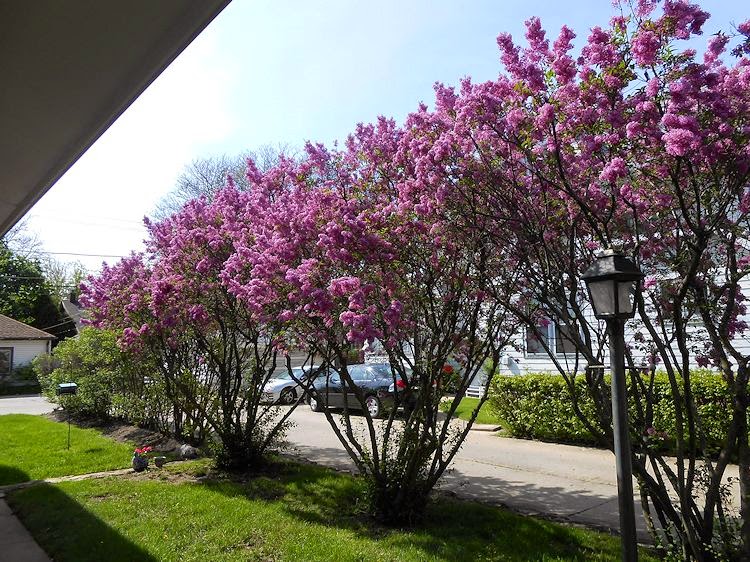 My Virtual Garden: My Sister's Neighborhood