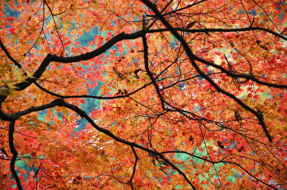 Endless Traveling Map: 7 Places to See Autumn Leaves in Kyushu, Japan