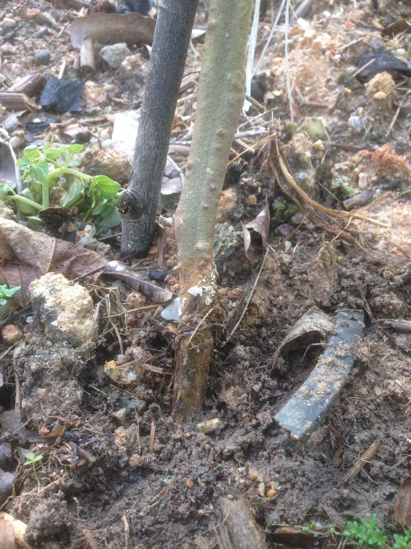 Jom Tanam Sayur ( JTS ) : Penyakit Reput Akar Pokok TomatoJom Tanam ...