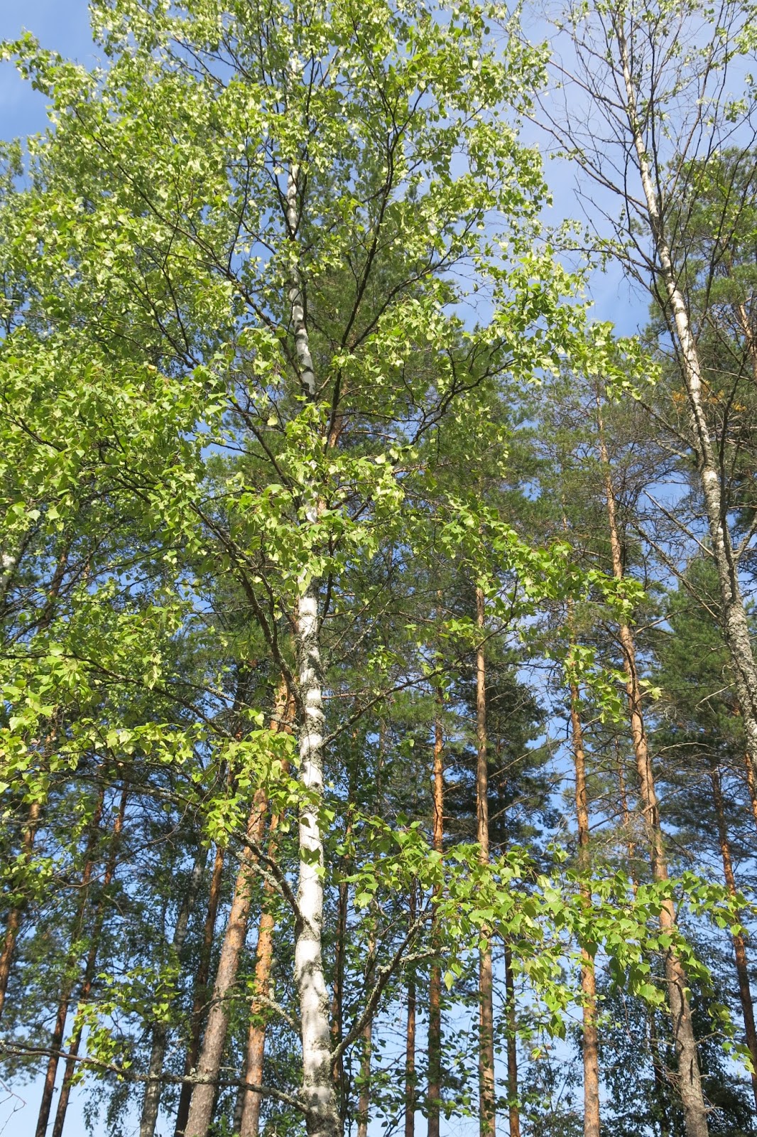 Finland - International World Village July 2013