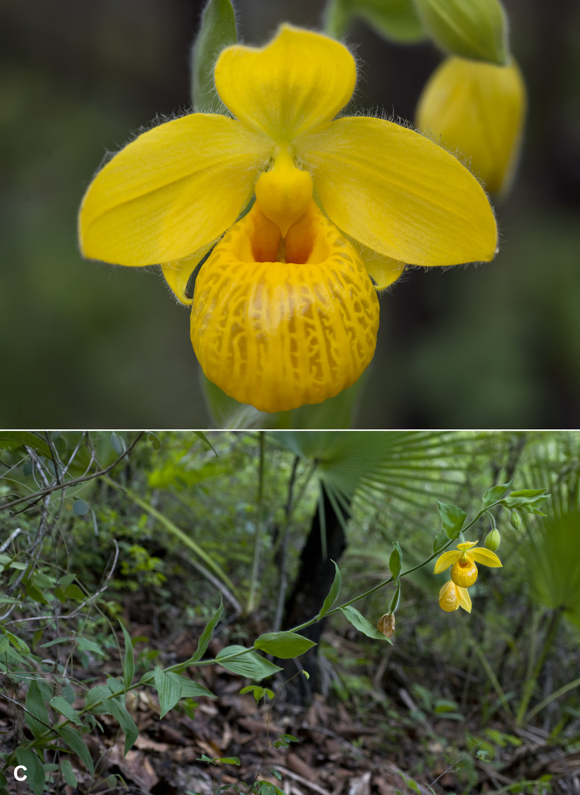 Species New to Science: [Botany • 2017] Cypripedium × fred-mulleri ...