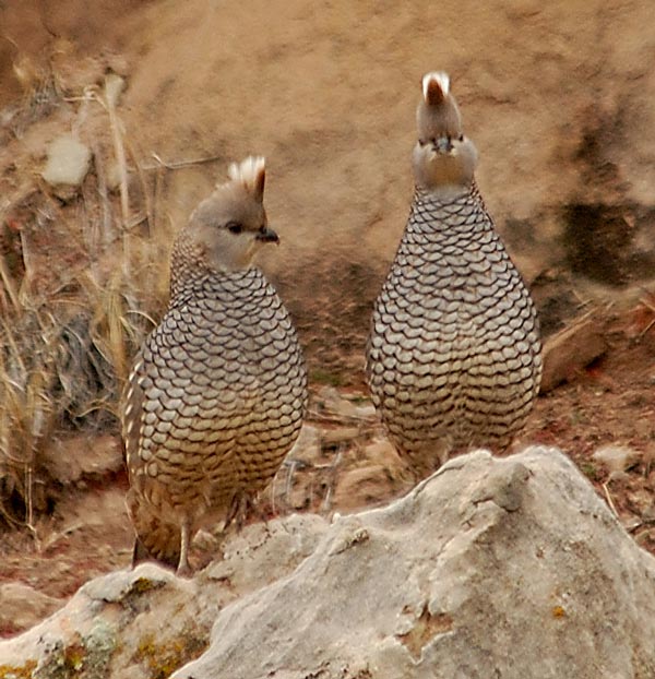 Jenis-jenis Burung Puyuh
