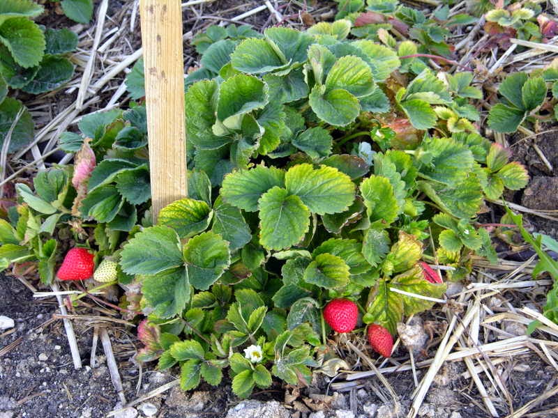 Xtremehorticulture of the Desert: My Strawberries Produce Great Leaves ...