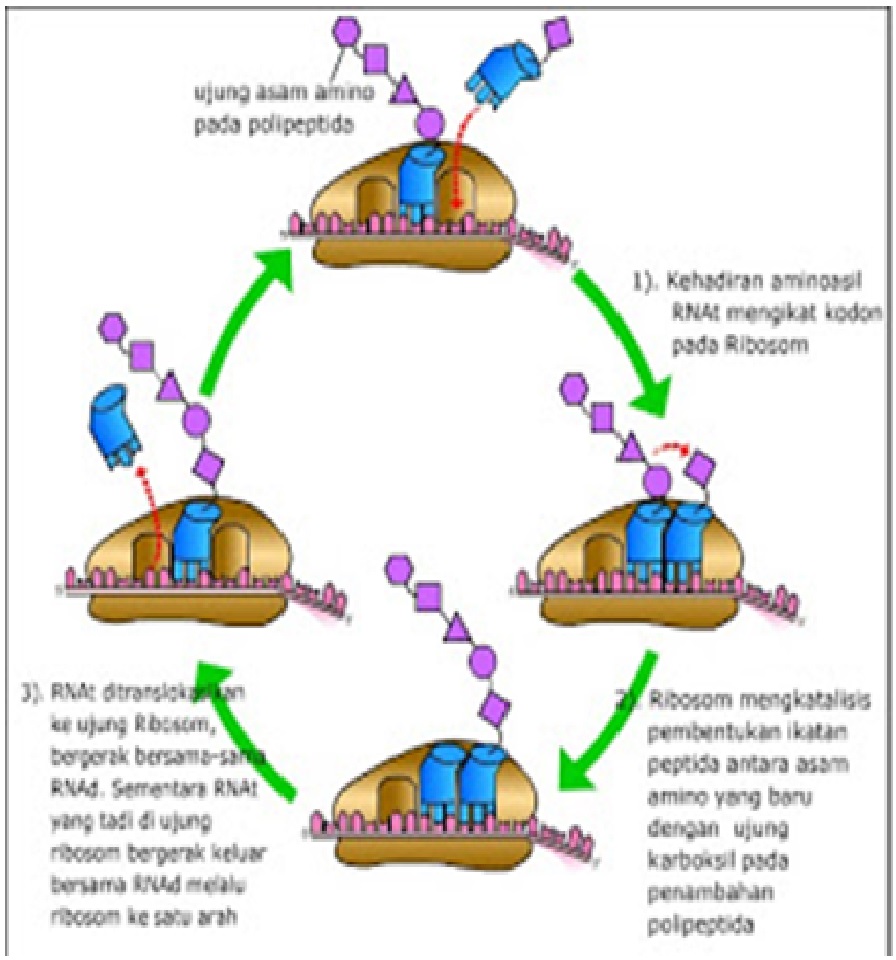 All about Biology: Makalah Retikulum Endoplasma & Ribosom