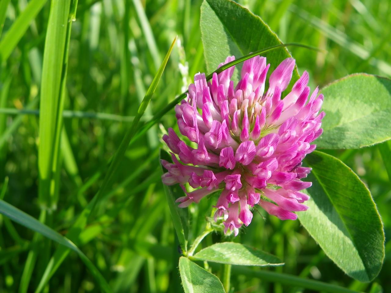 Les fleurs de trèfle rose