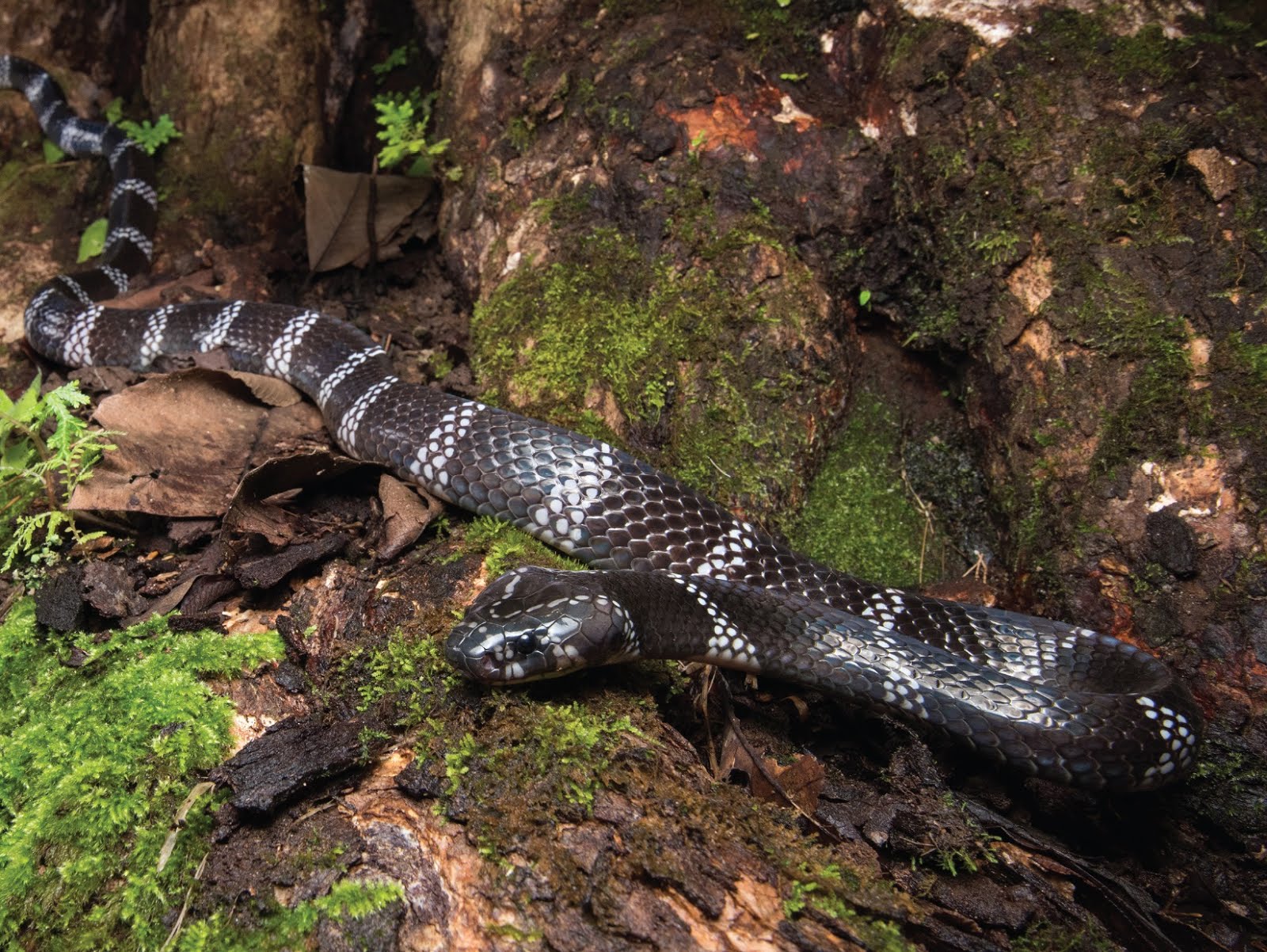 Species New to Science: [Herpetology • 2019] First Record of the Krait ...