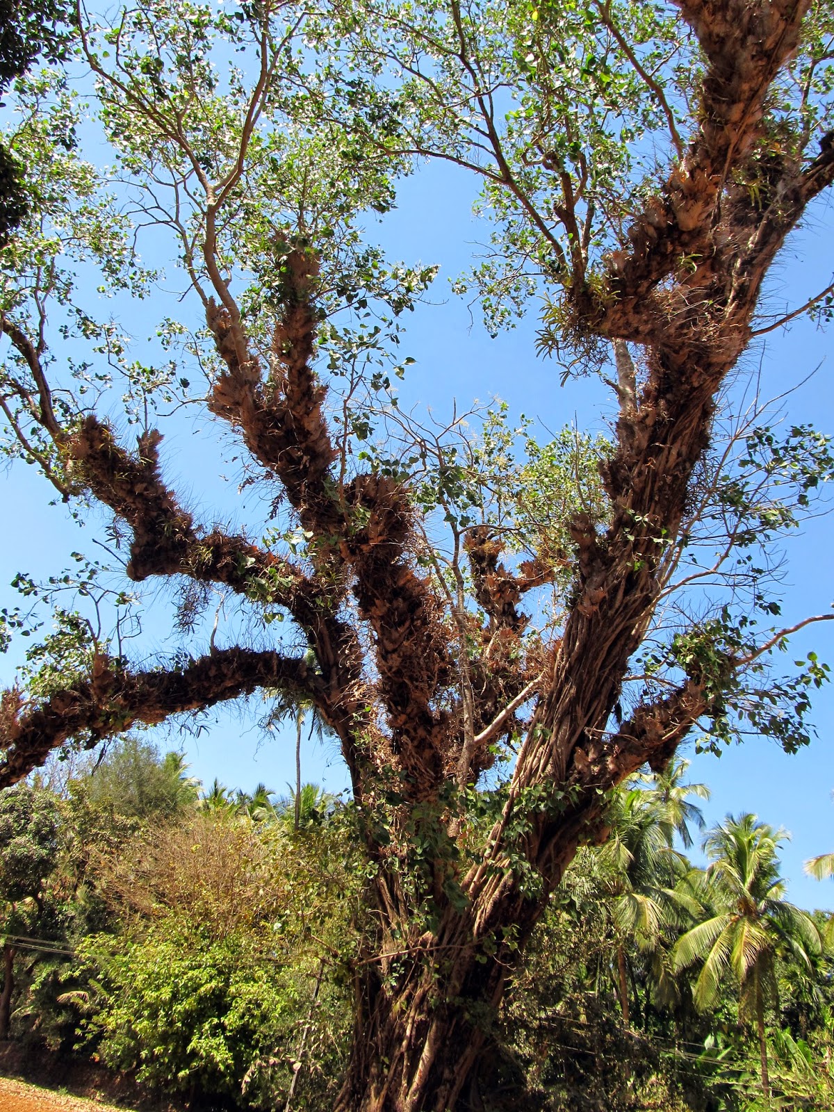 Expressing Myself: Kumta to Gokarna beach trek - 1-2 March 2014