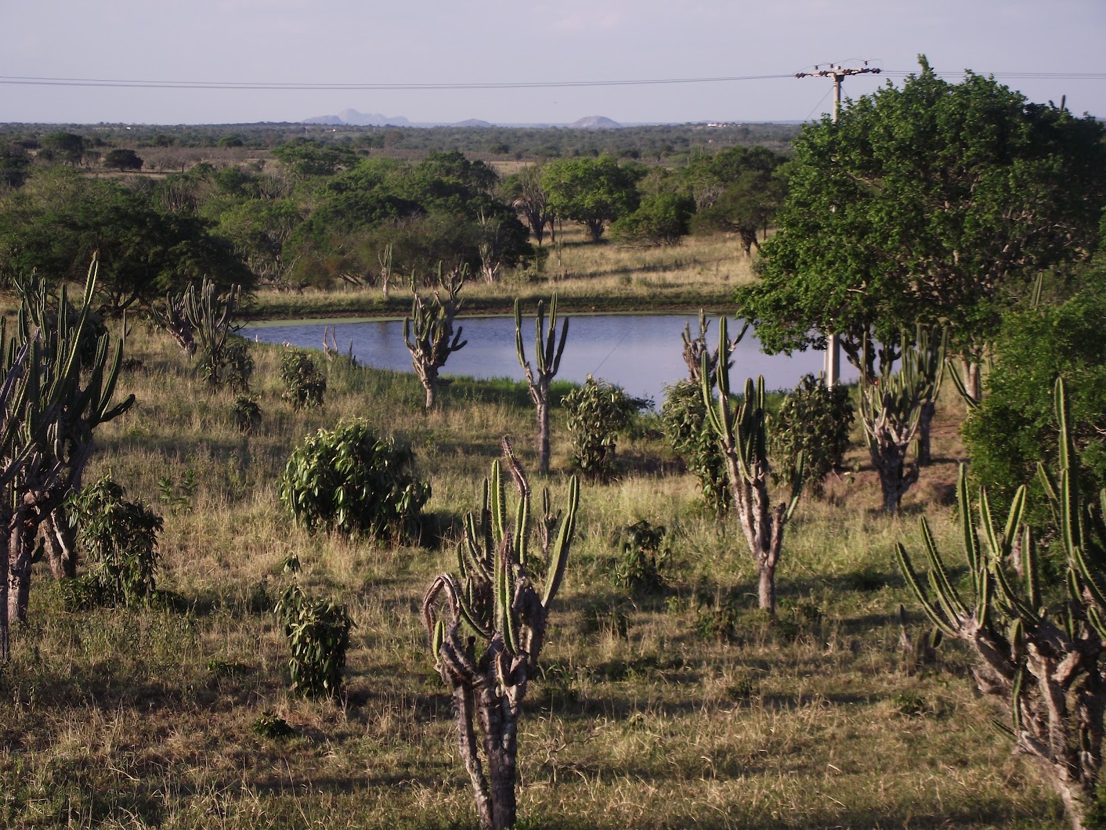 Nova Fátima - Bahia: Caatinga: a vegetação natural de Nova Fátima