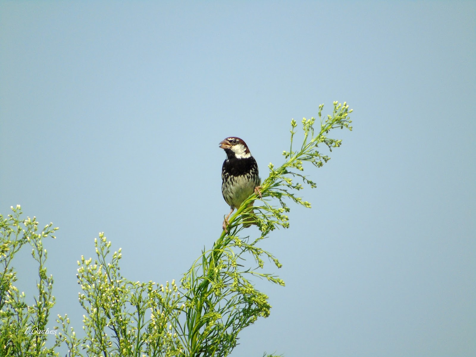 PASARI DIN ROMANIA: VRABIE NEGRICIOASA, Passer hispaniolensis