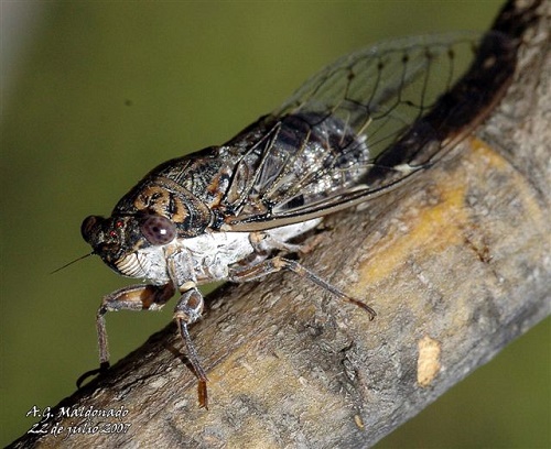 Biodiversidad Costa Granadina y ... (Fauna): Chicharra (Cicada barbara lusitanica)