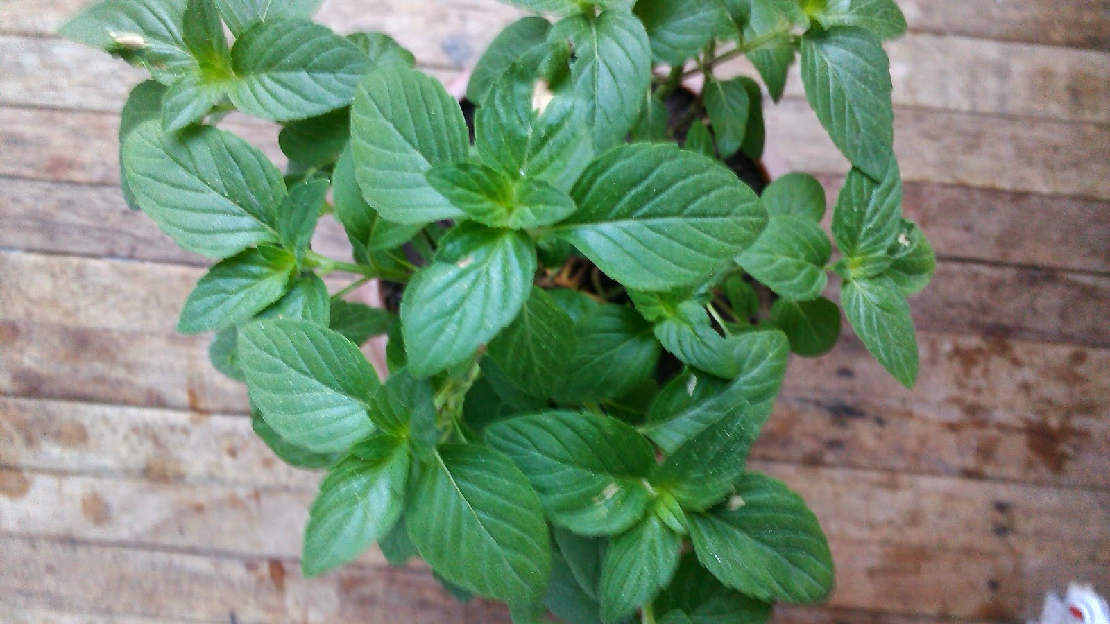 Mint Was What I Meant - Pinoy Bonsai