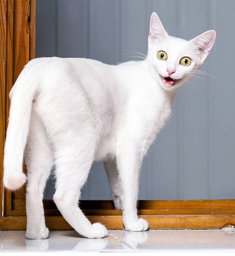 Film Inspector: Funny Cats - A Compilation