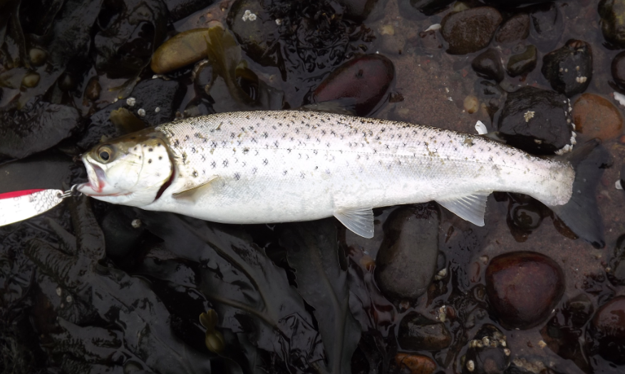 Mission Impossible : To catch 100 species of saltwater fish from ...