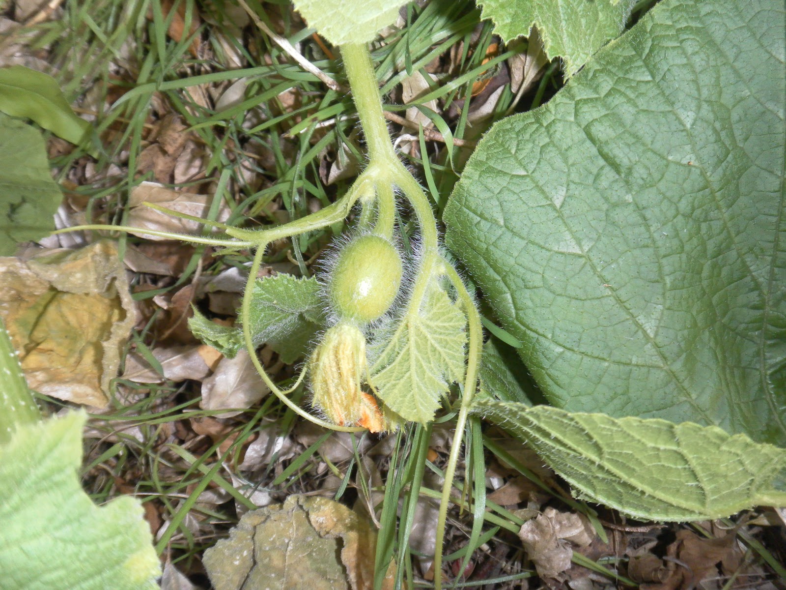 Scirpidiella's Plants: Wild squash species (Cucurbita sp. div.)
