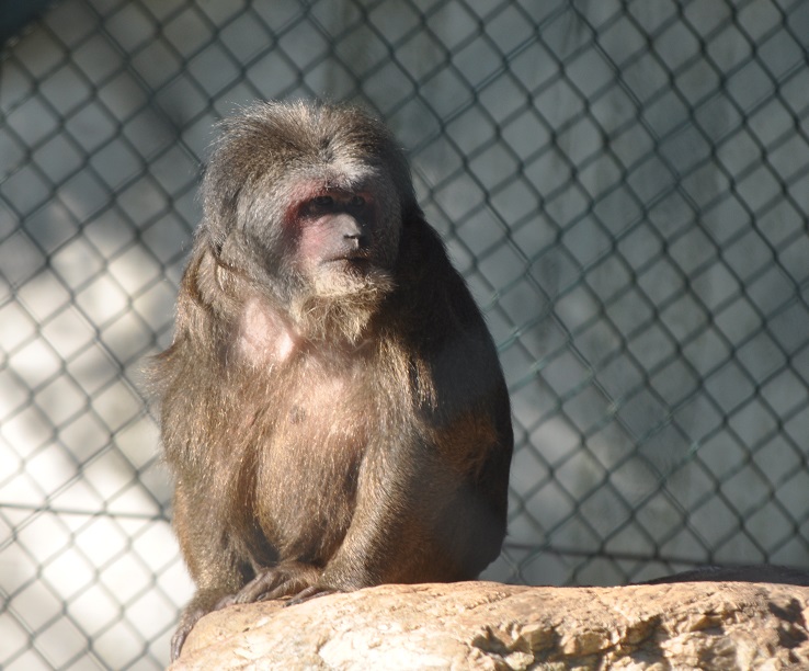 ZOOTOGRAFIANDO (6.100 ANIMALS): MACACO RABÓN / STUMP-TAILED MACAQUE ...