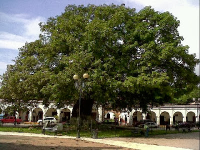 CHIAPA DE CORZO: La Pochota