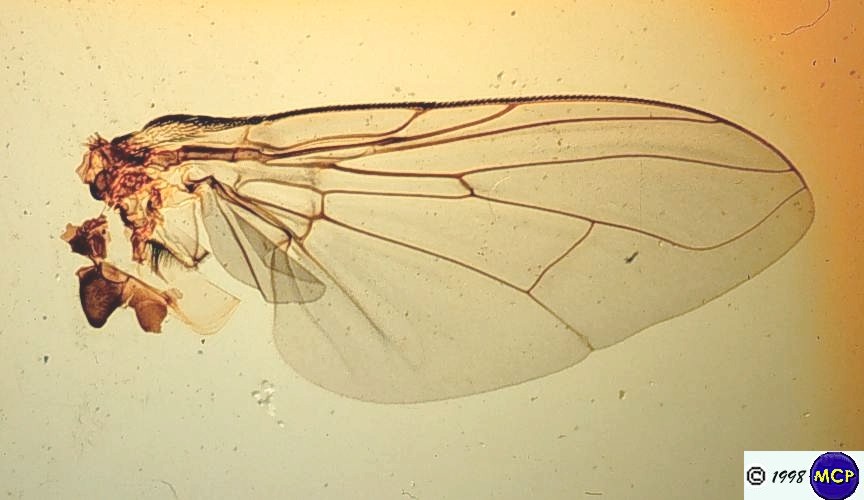Control de Plagas en Sanidad Ambiental: ¿Dónde están las moscas en ...